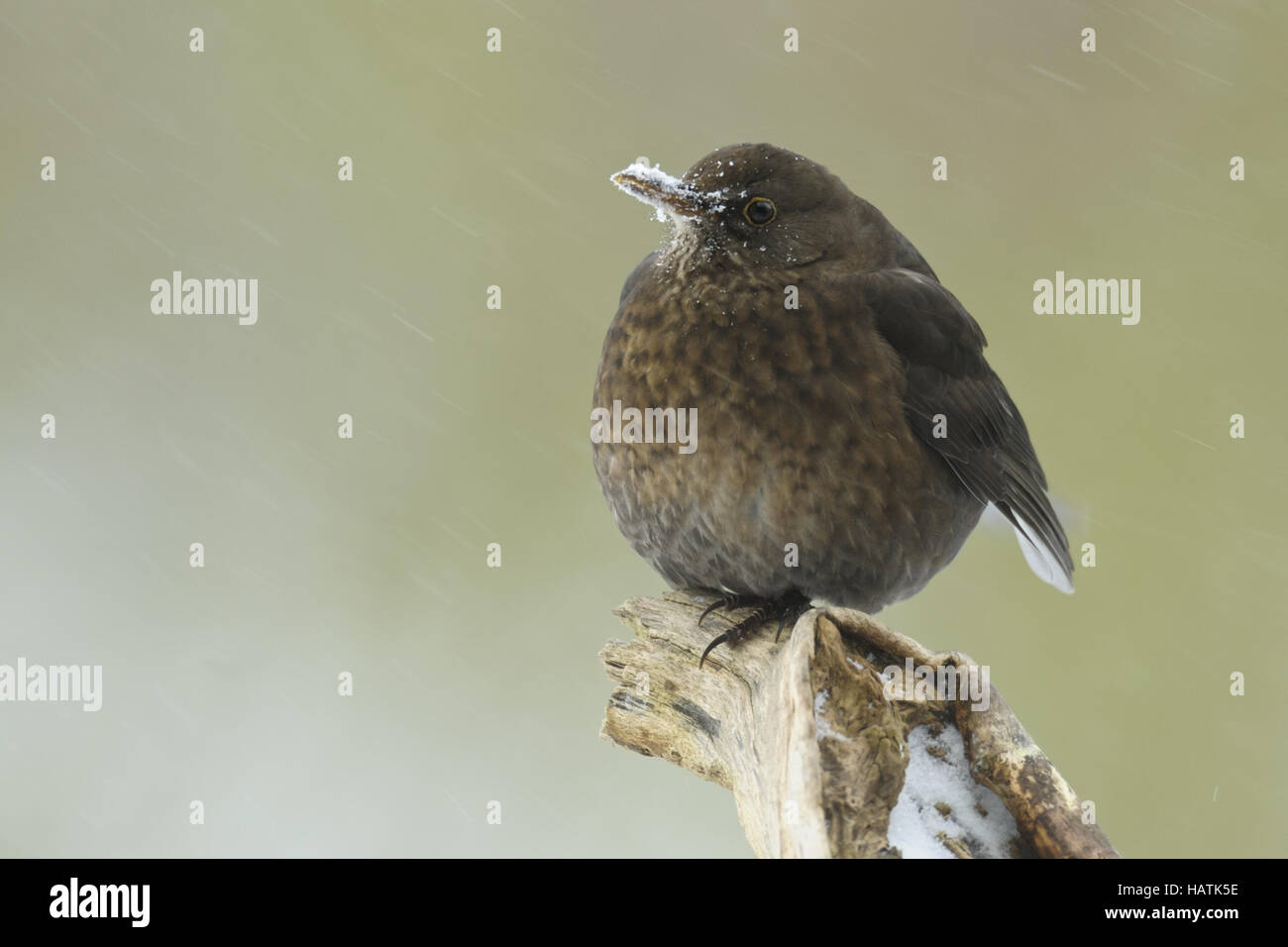 Amsel turdus merula hi-res stock photography and images - Alamy