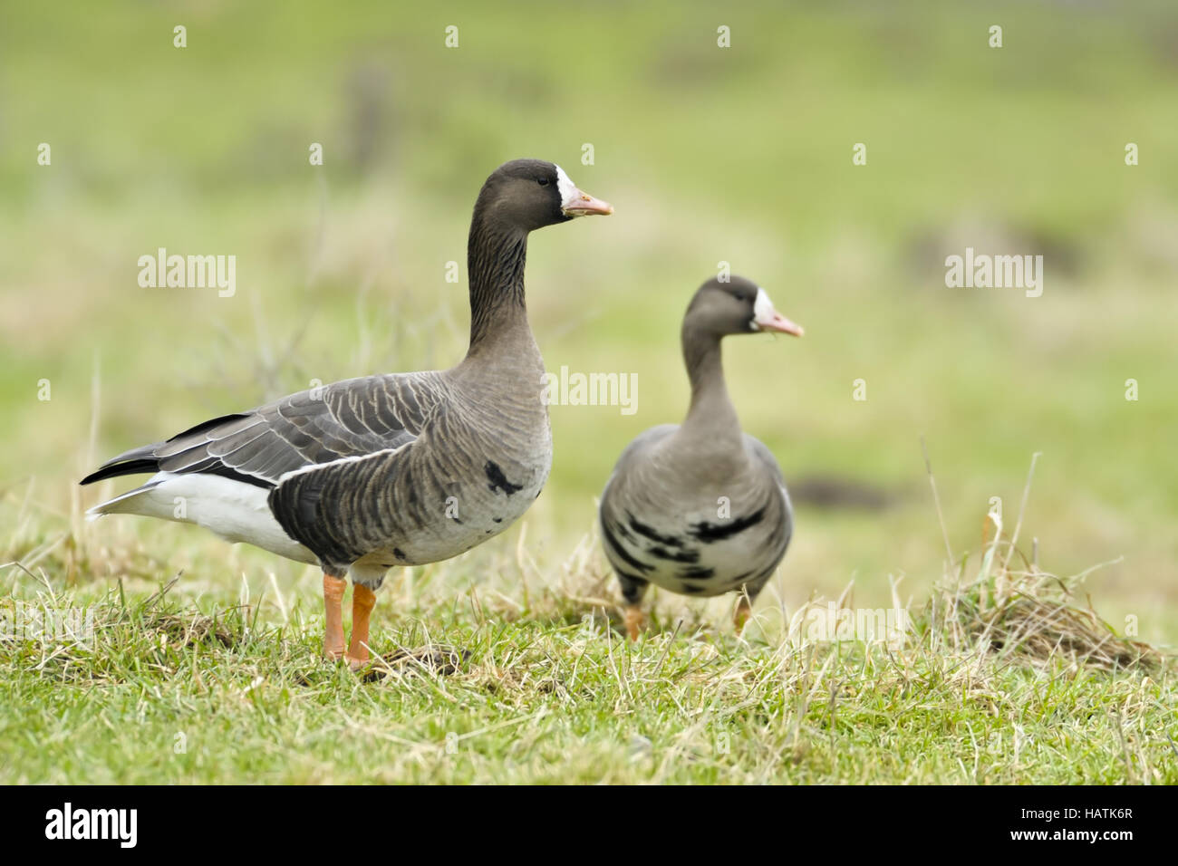Feldgaense anser hi-res stock photography and images - Alamy