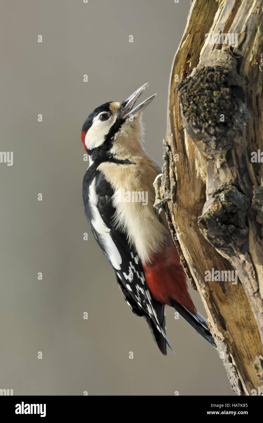 Buntspecht hi-res stock photography and images - Alamy