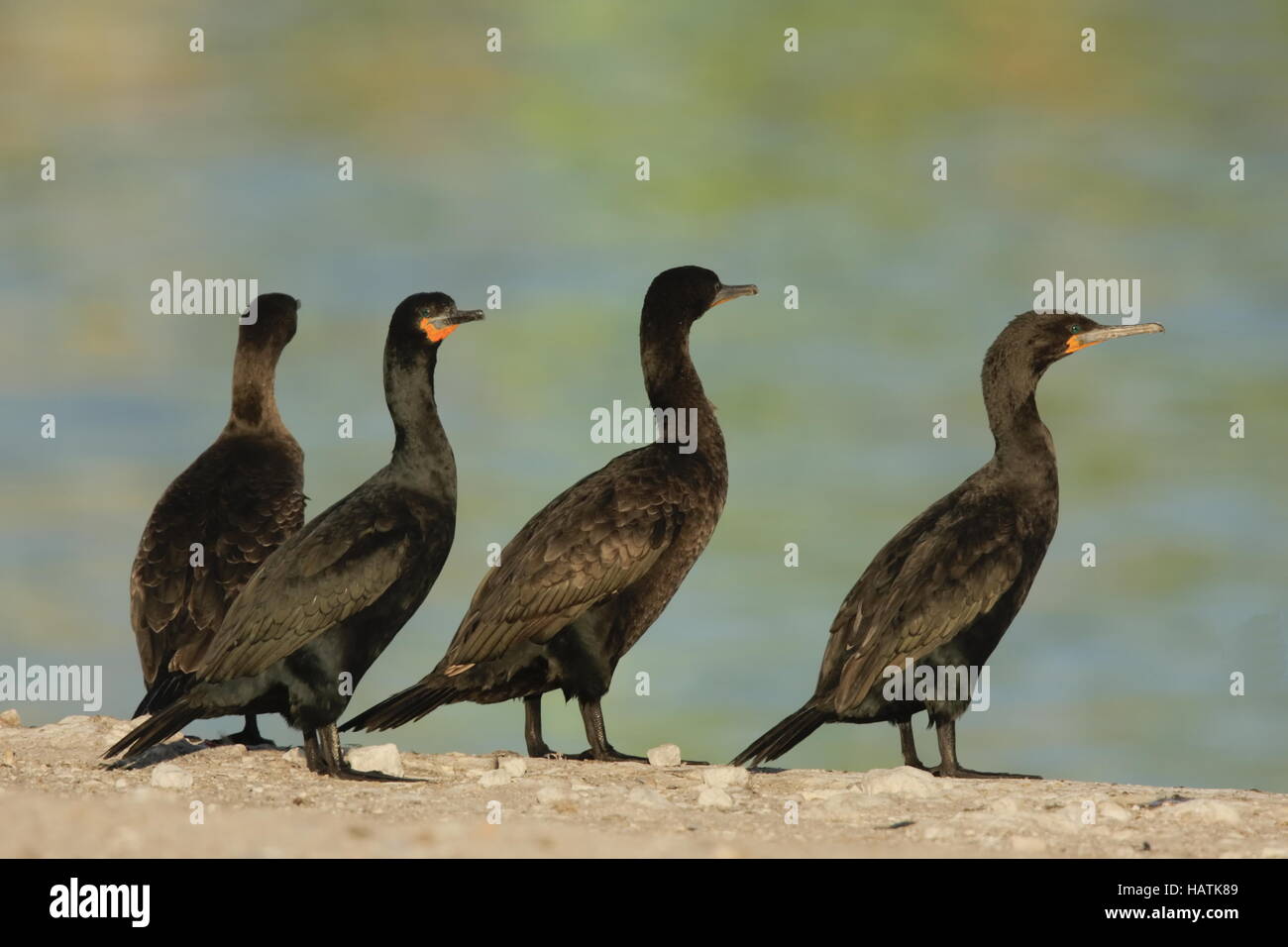 Cape Cormorant-standing-South Africa Stock Photo - Alamy