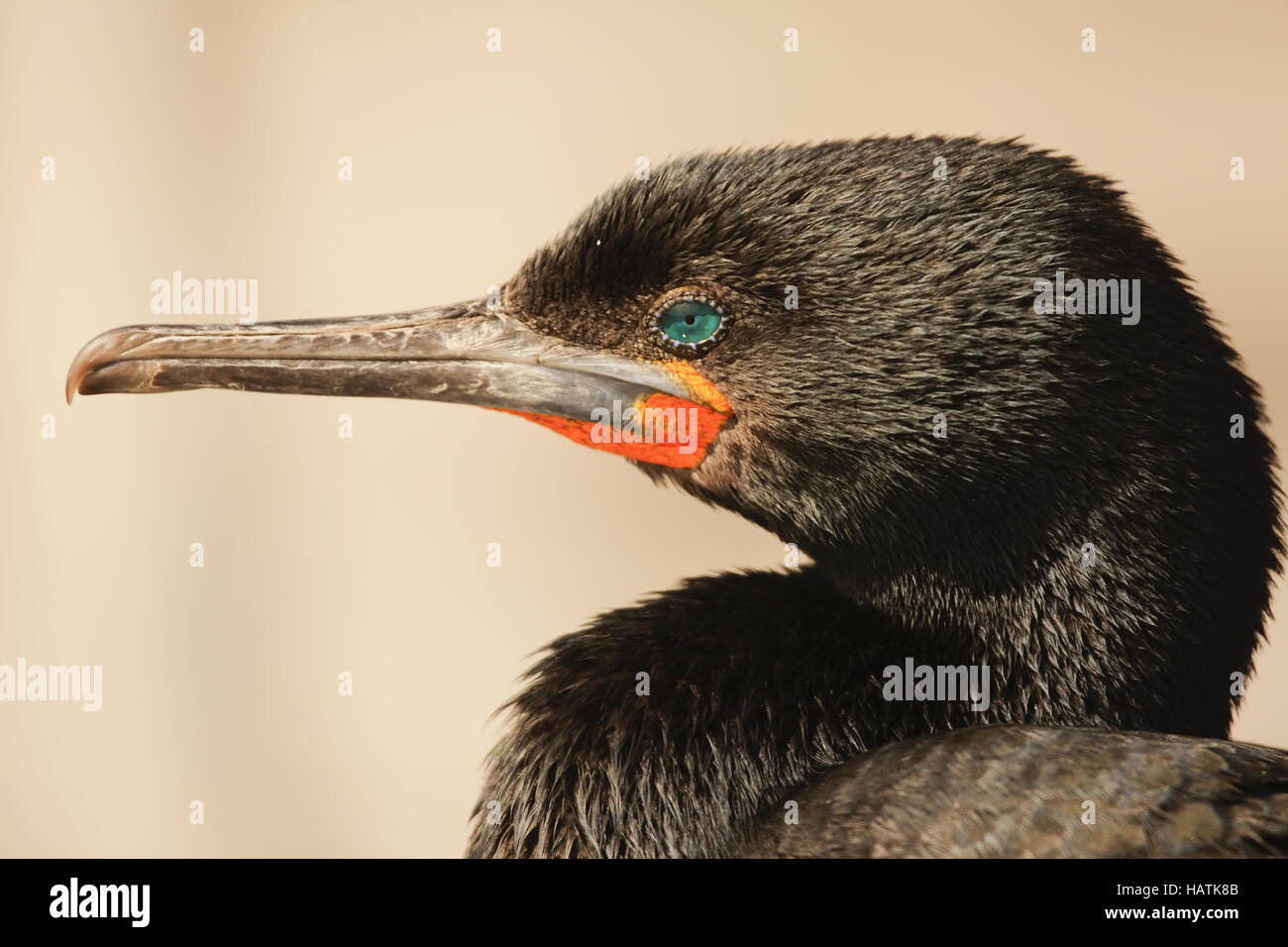 South african cormorant hi-res stock photography and images - Alamy