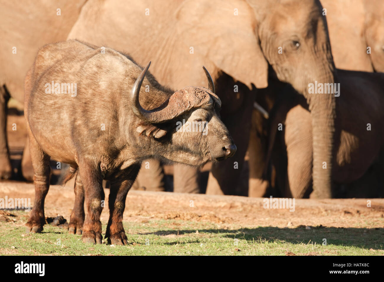 Cape Buffalo-standing-South Africa Stock Photo - Alamy