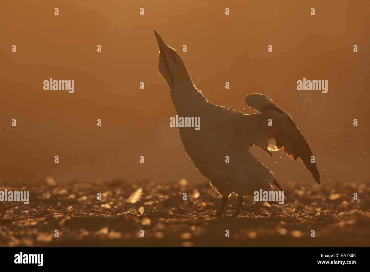 Cape Gannet-flap wings-South Africa Stock Photo - Alamy