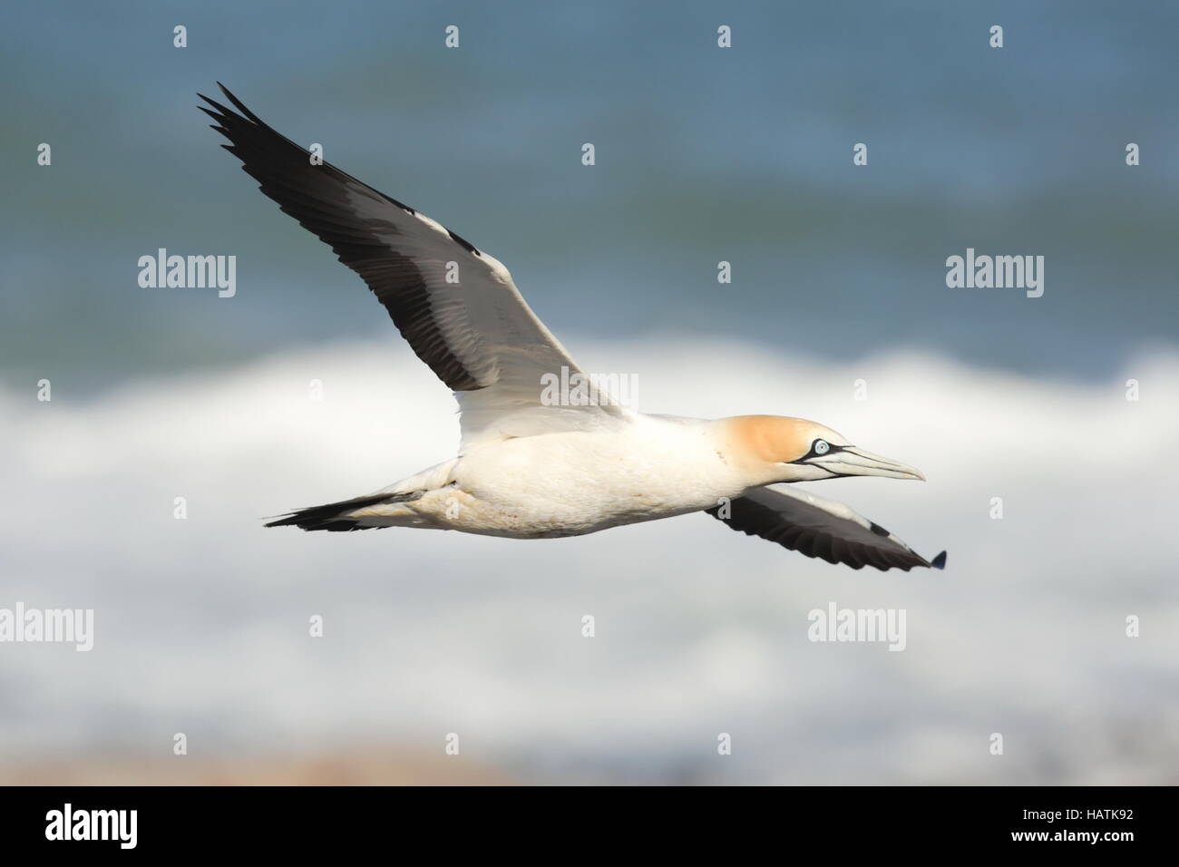 Cape Gannet-fly-ocean-South Africa Stock Photo - Alamy