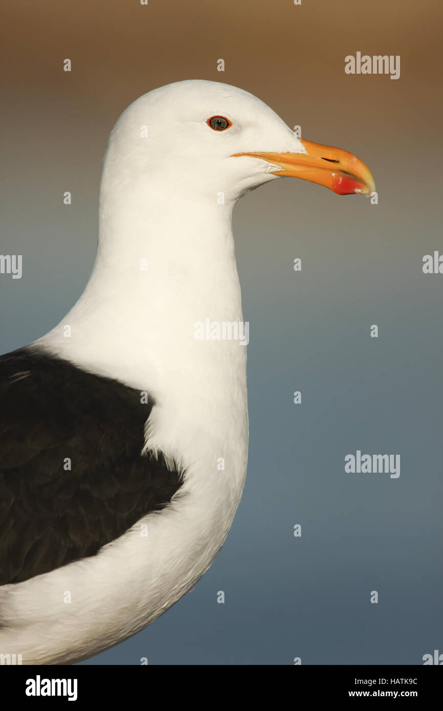 South african gull hi-res stock photography and images - Alamy