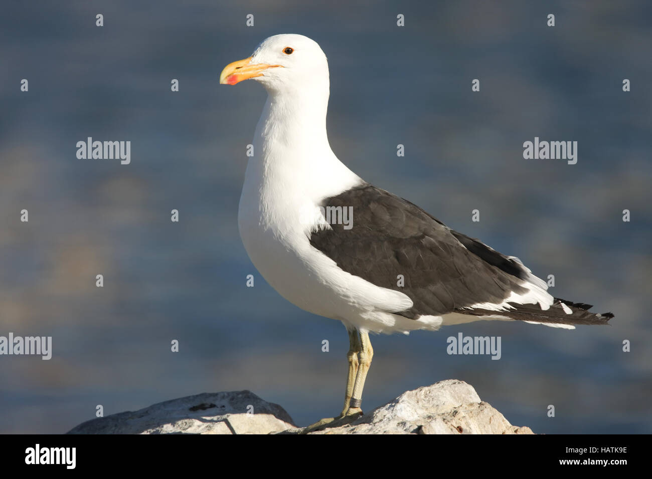 African gull hi-res stock photography and images - Alamy