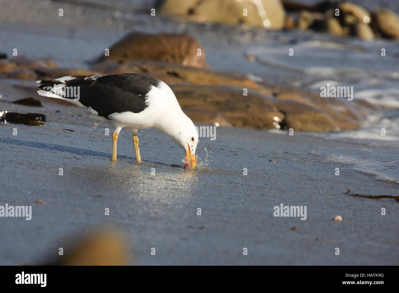 Cape Gull-feeding-South Africa Stock Photo - Alamy