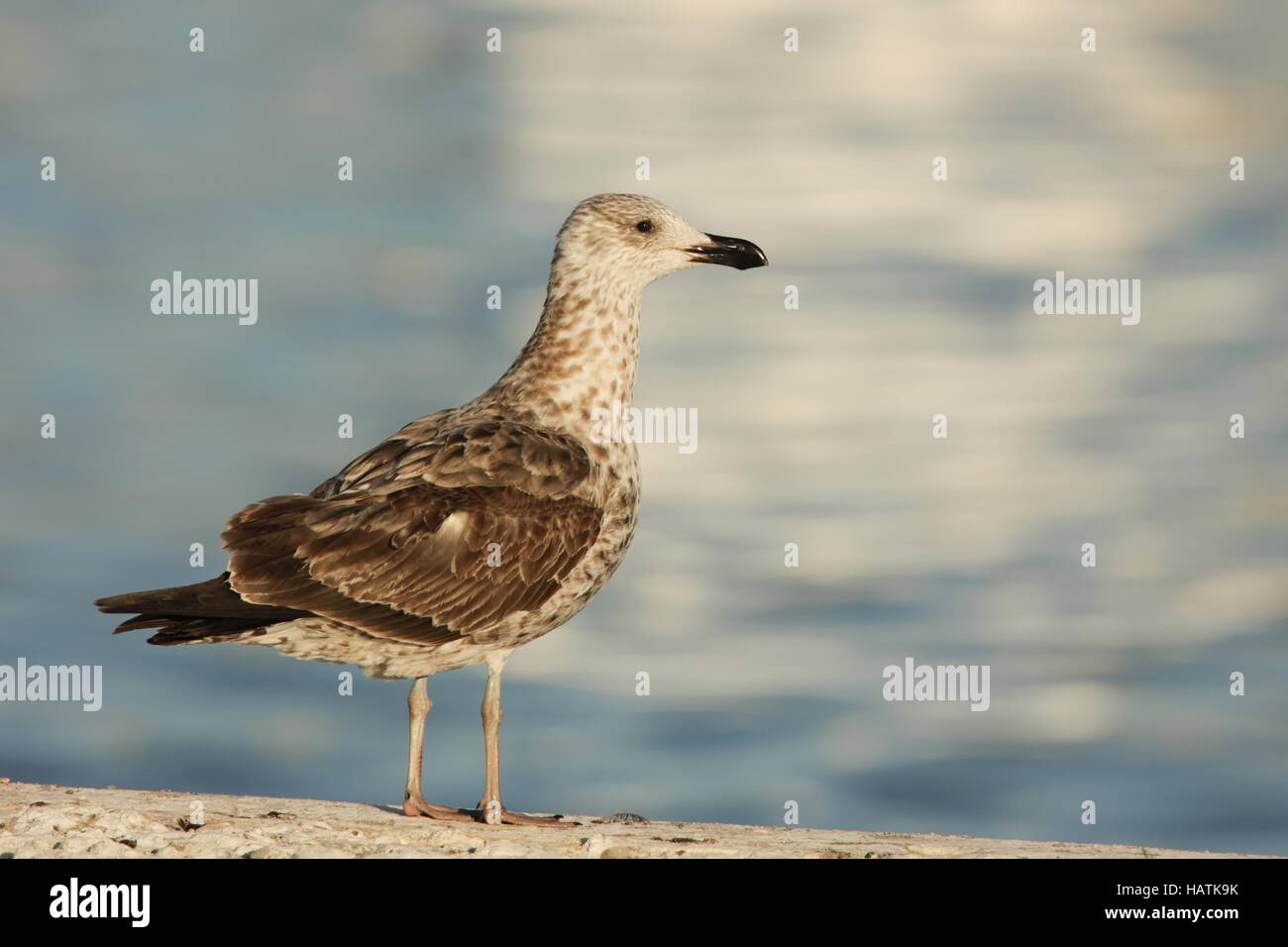 Cape Gull-juvenile-standing-South Africa Stock Photo - Alamy