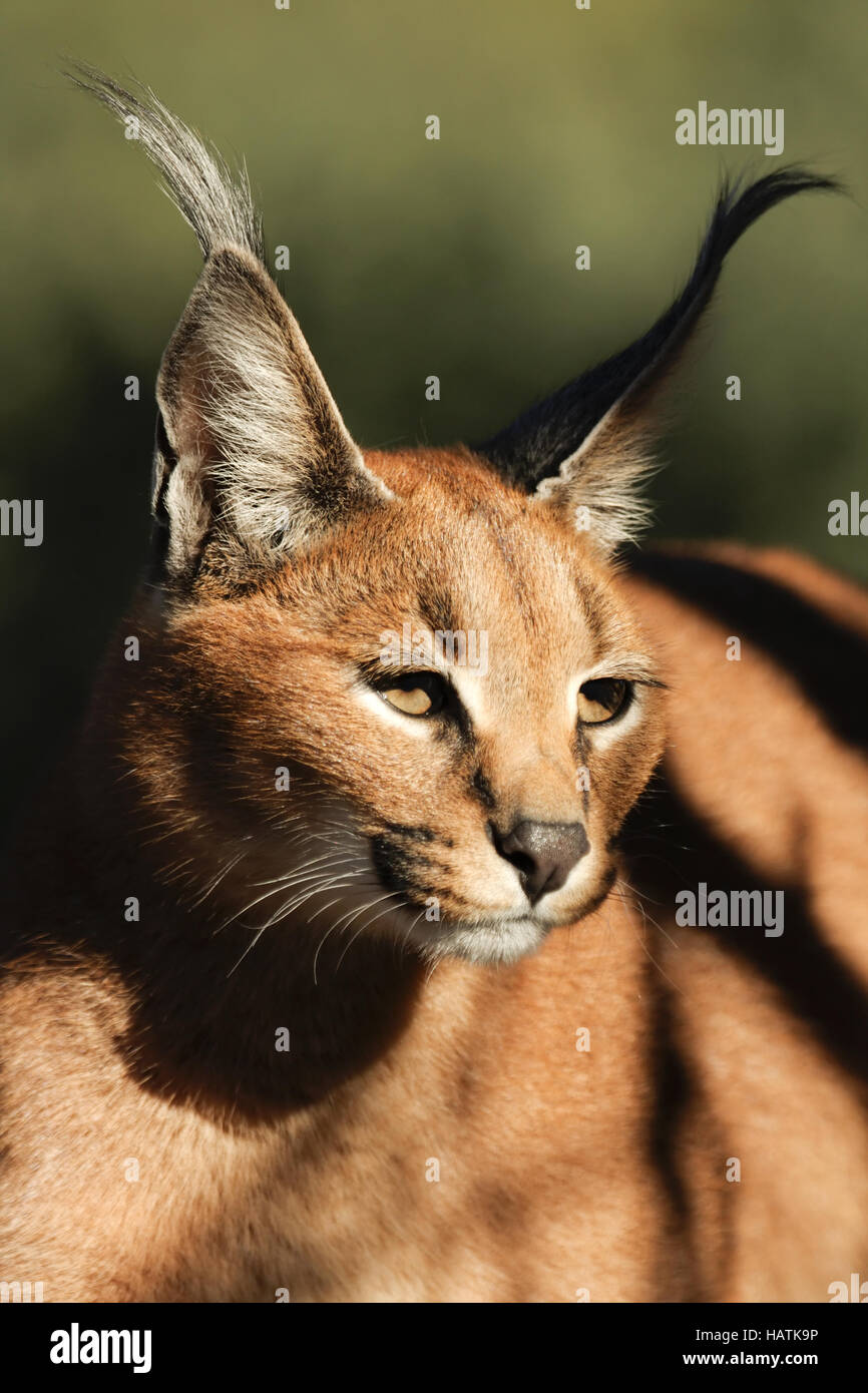 Caracal-Karakal-South Africa - captive Stock Photo - Alamy