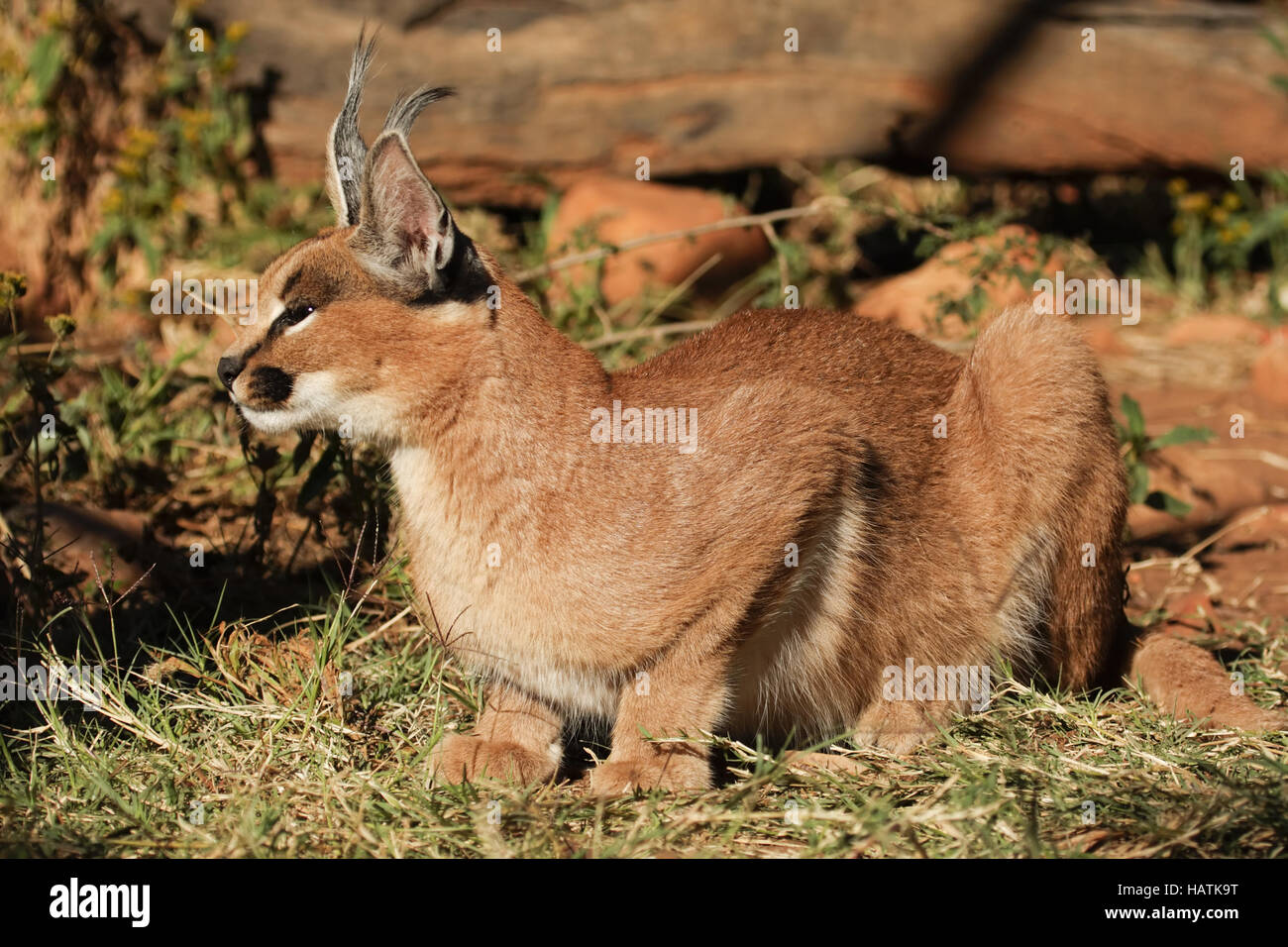 Karakal felis caracal hi-res stock photography and images - Alamy