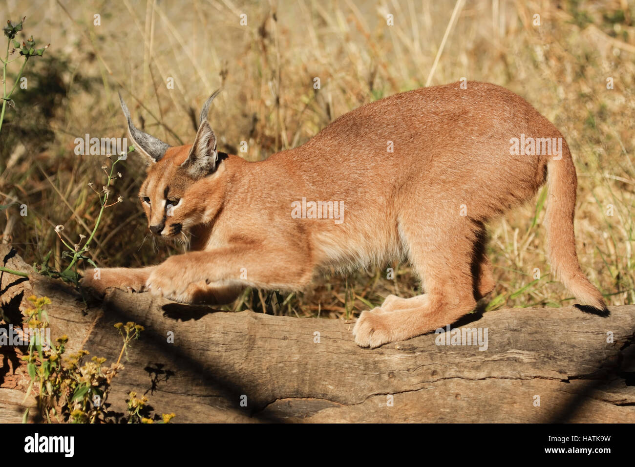 Karakal felis caracal hi-res stock photography and images - Alamy