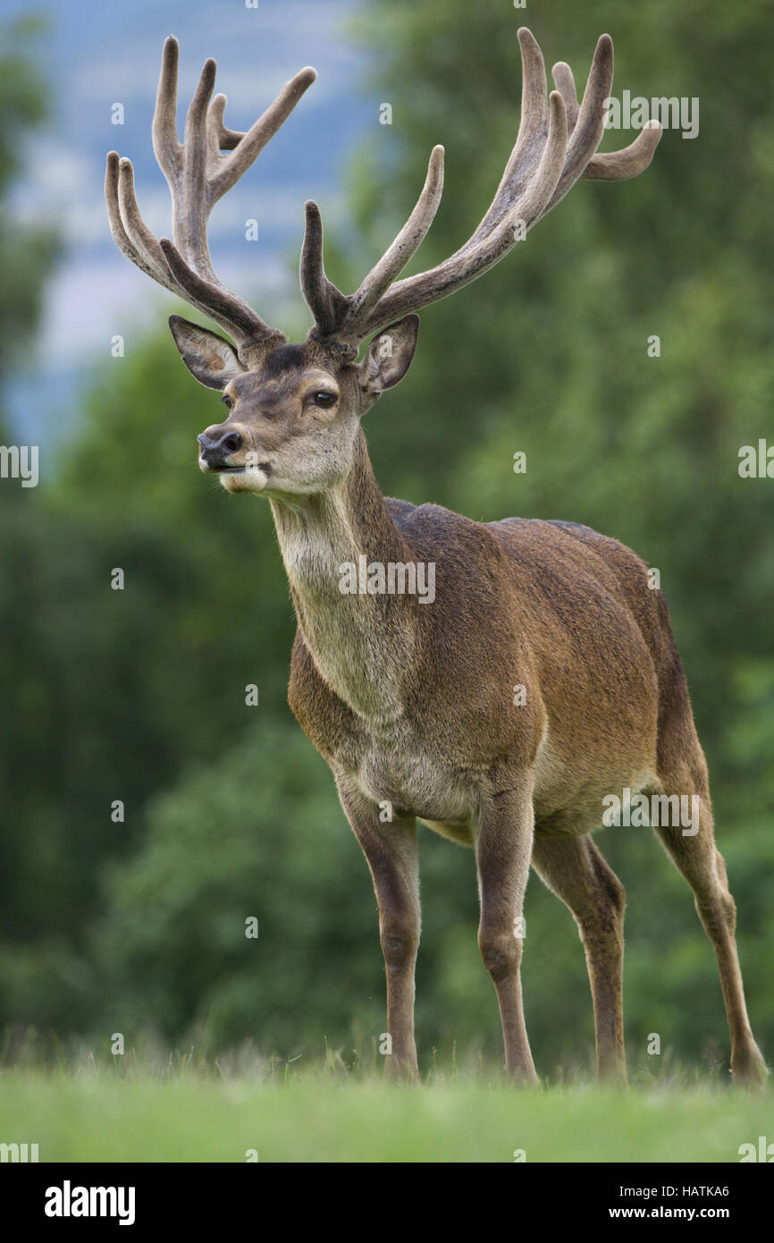 Rothirsch hi-res stock photography and images - Alamy