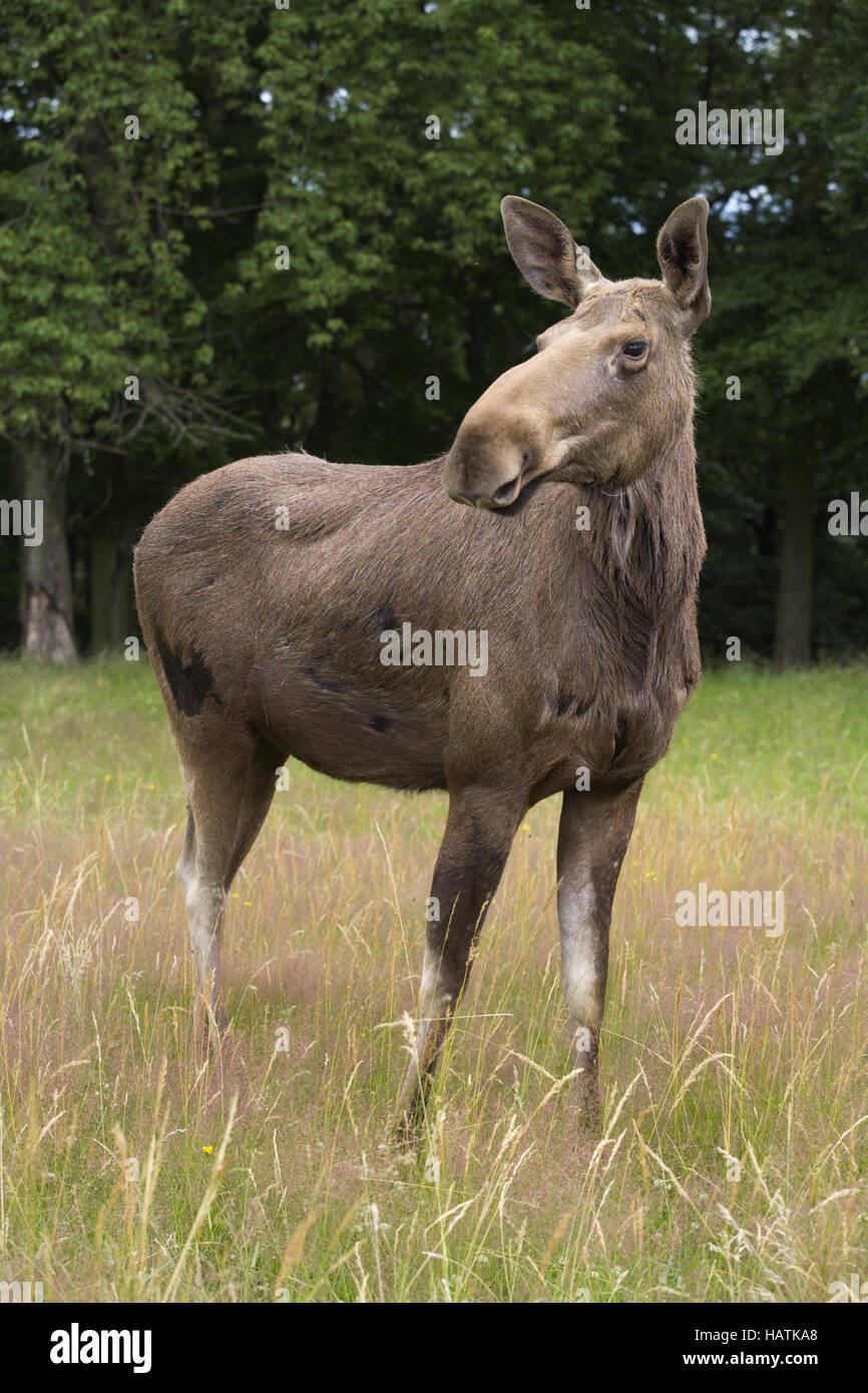 Elch, (Alces alces), moose Stock Photo - Alamy