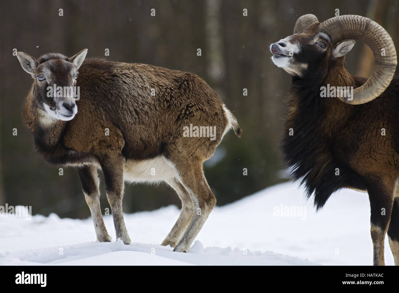 Mufflon, (Ovis orientalis), moufflon Stock Photo - Alamy