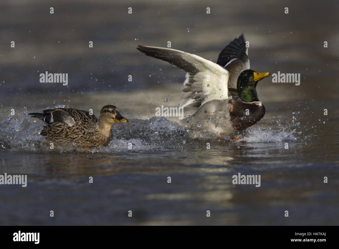 Mating season of mallards hi-res stock photography and images - Alamy