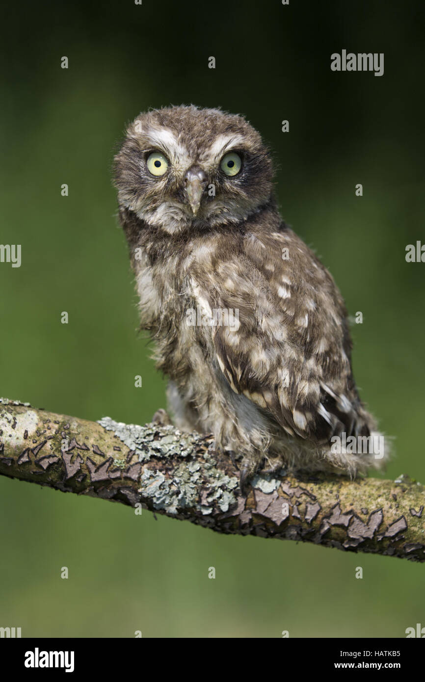 Athene noctua chick hi-res stock photography and images - Alamy