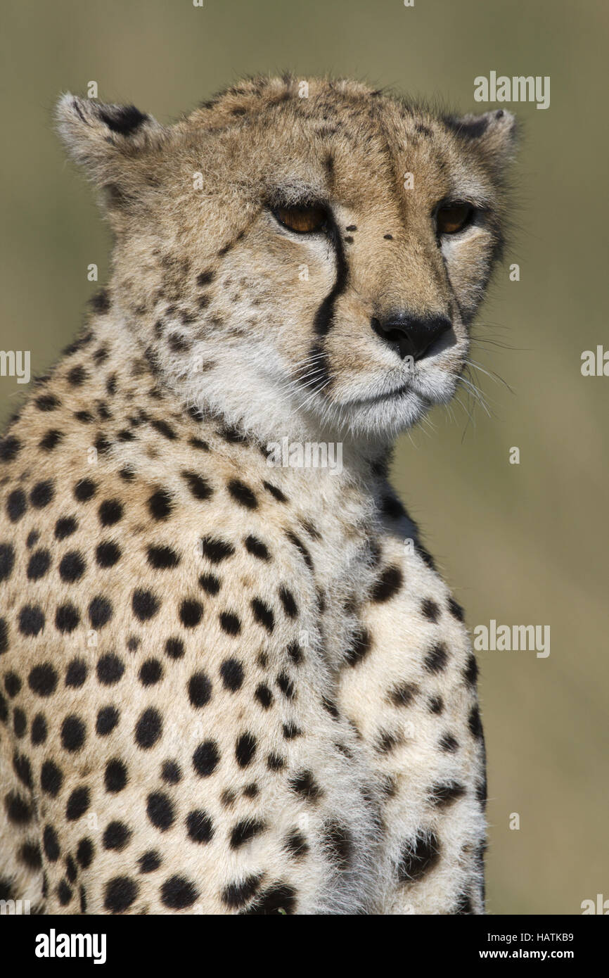 Gepard, (Acinonyx jubatus), Cheetah Stock Photo - Alamy