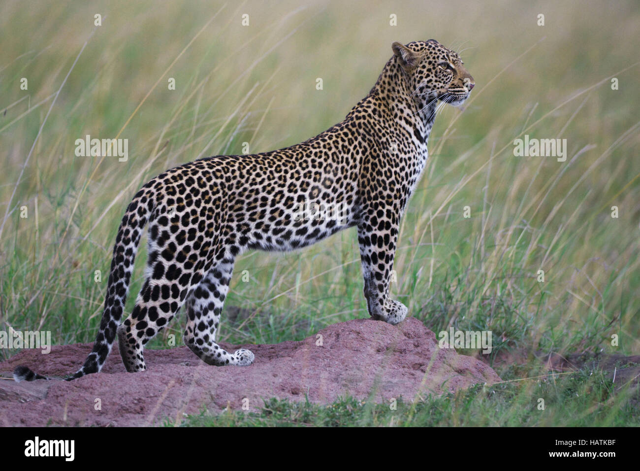 Leopard, (Panthera pardus), Leopard Stock Photo - Alamy