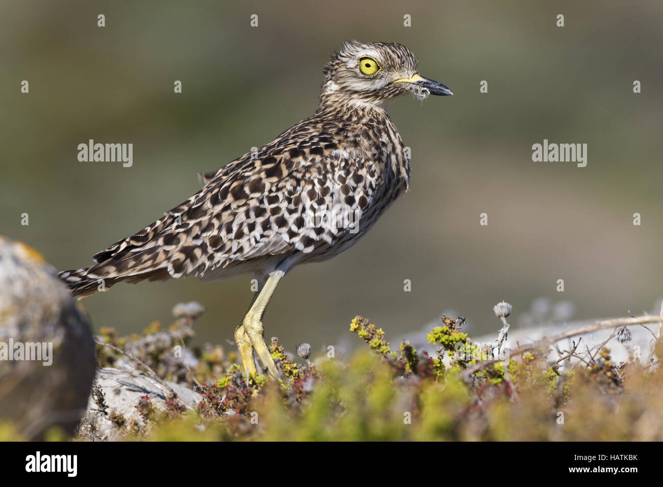 Kaptril, (Burhinus capensis), Spotted Dikkop Stock Photo - Alamy