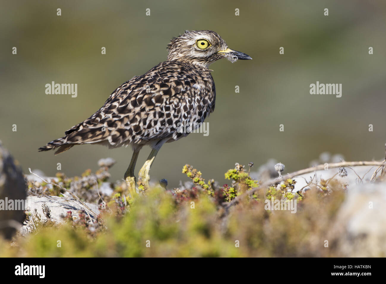 African dikkop hi-res stock photography and images - Alamy