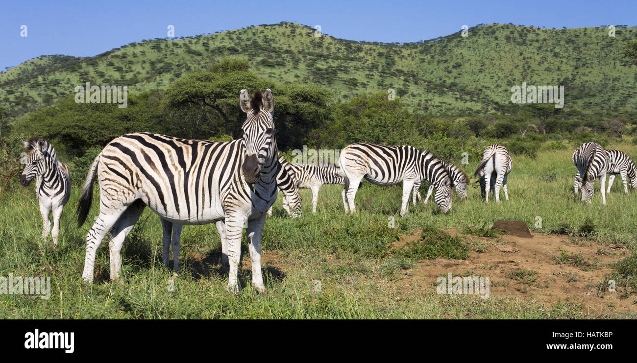 Steppenzebra, (Equus quagga), Plains Zebra Stock Photo - Alamy