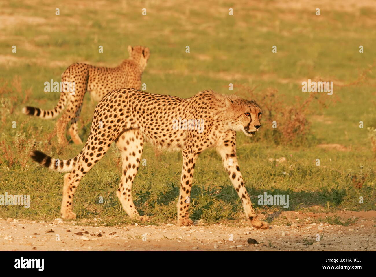 Gepard laufen hi-res stock photography and images - Alamy