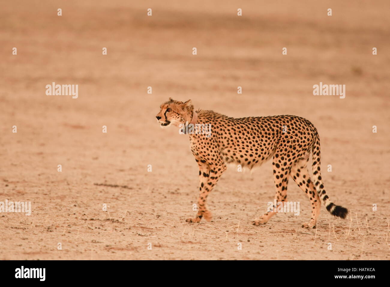 Gepard laufen hi-res stock photography and images - Alamy