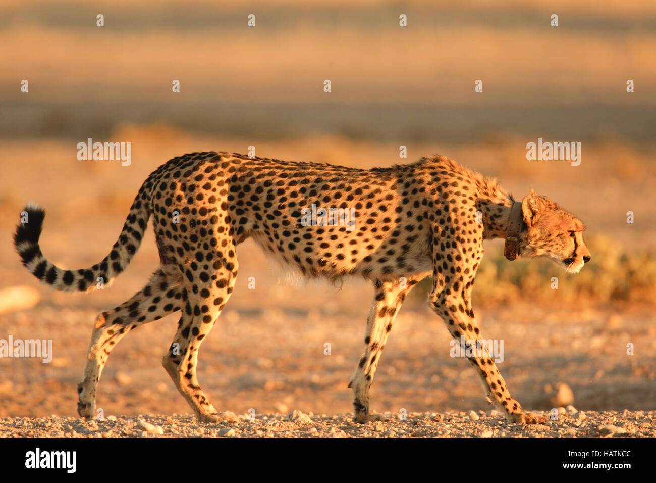 Gepard laufen hi-res stock photography and images - Alamy