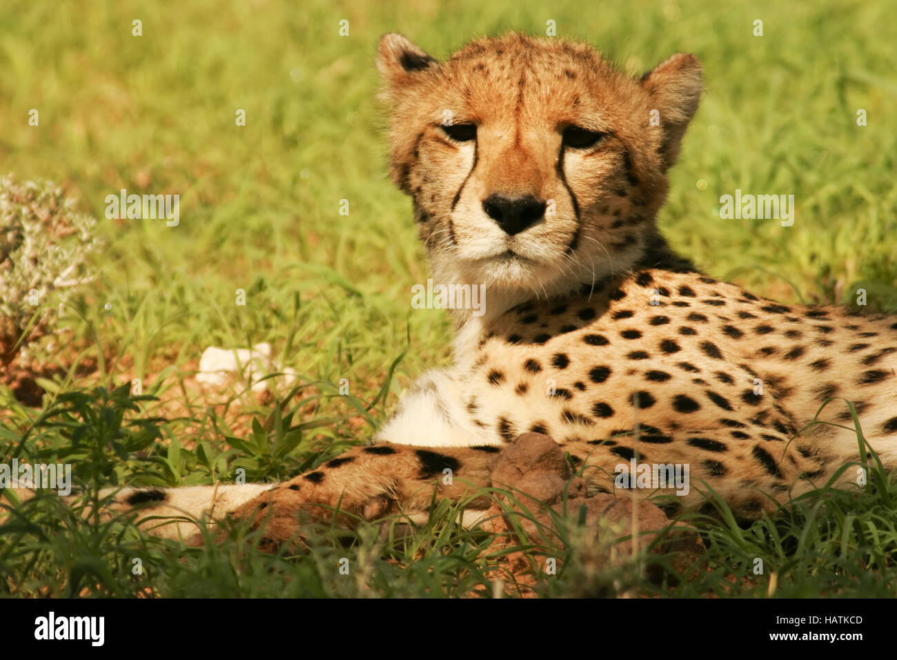 Gepard nahaufnahme hi-res stock photography and images - Alamy