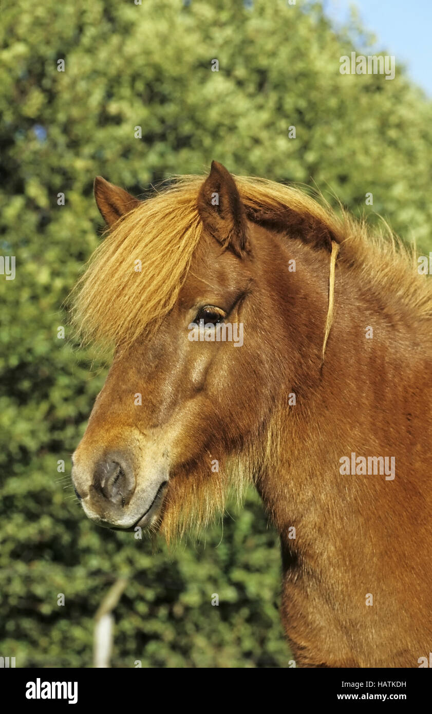 Icelandic horse, Islandpferd, Islandpony Stock Photo - Alamy