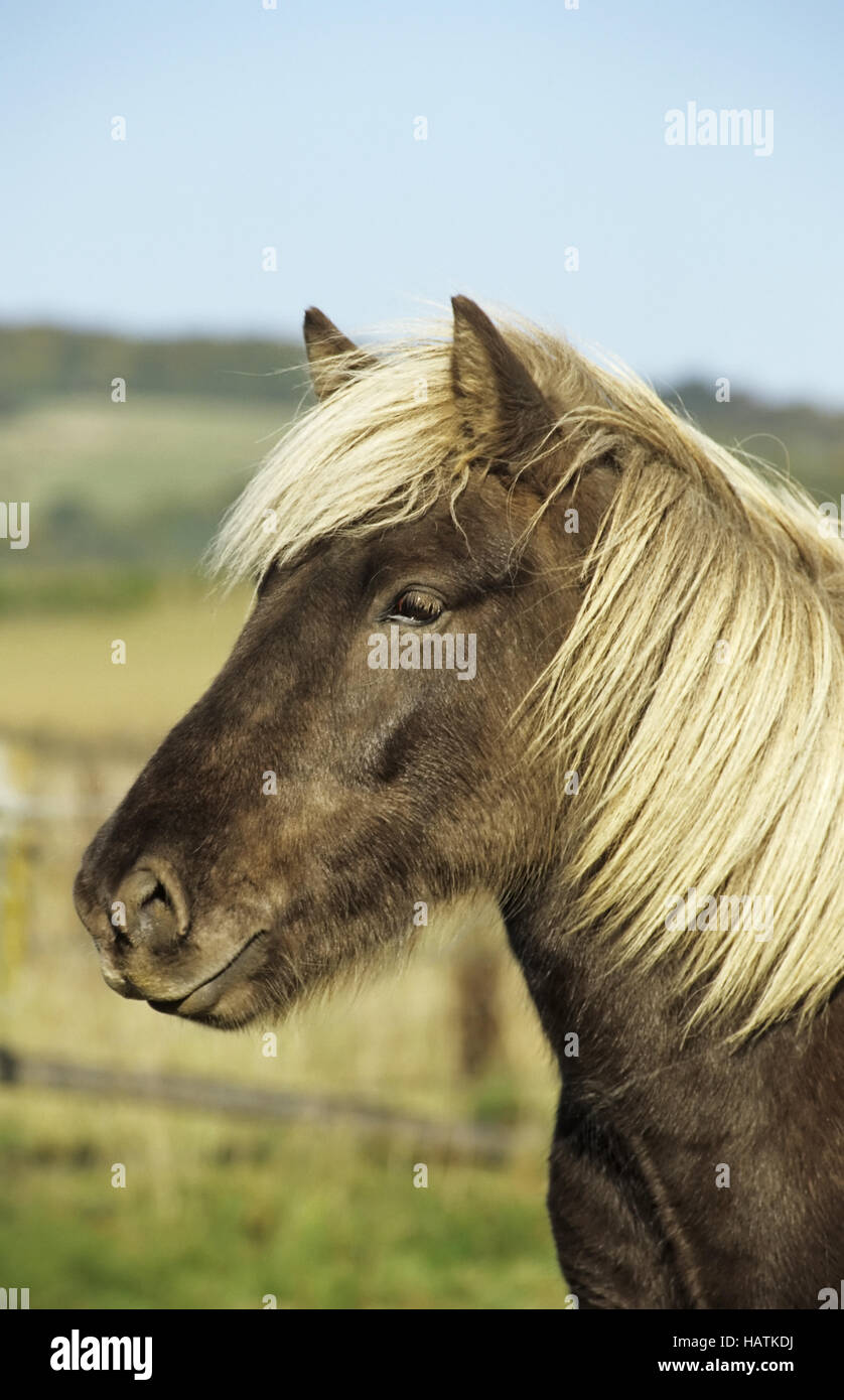 Icelandic horse, Islandpferd, Islandpony Stock Photo - Alamy