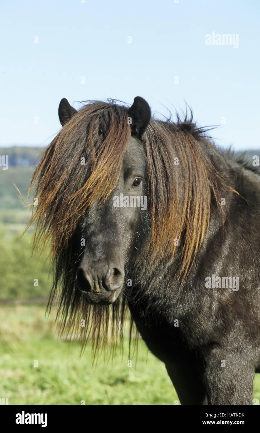 Icelandic horse, Islandpferd, Islandpony Stock Photo - Alamy