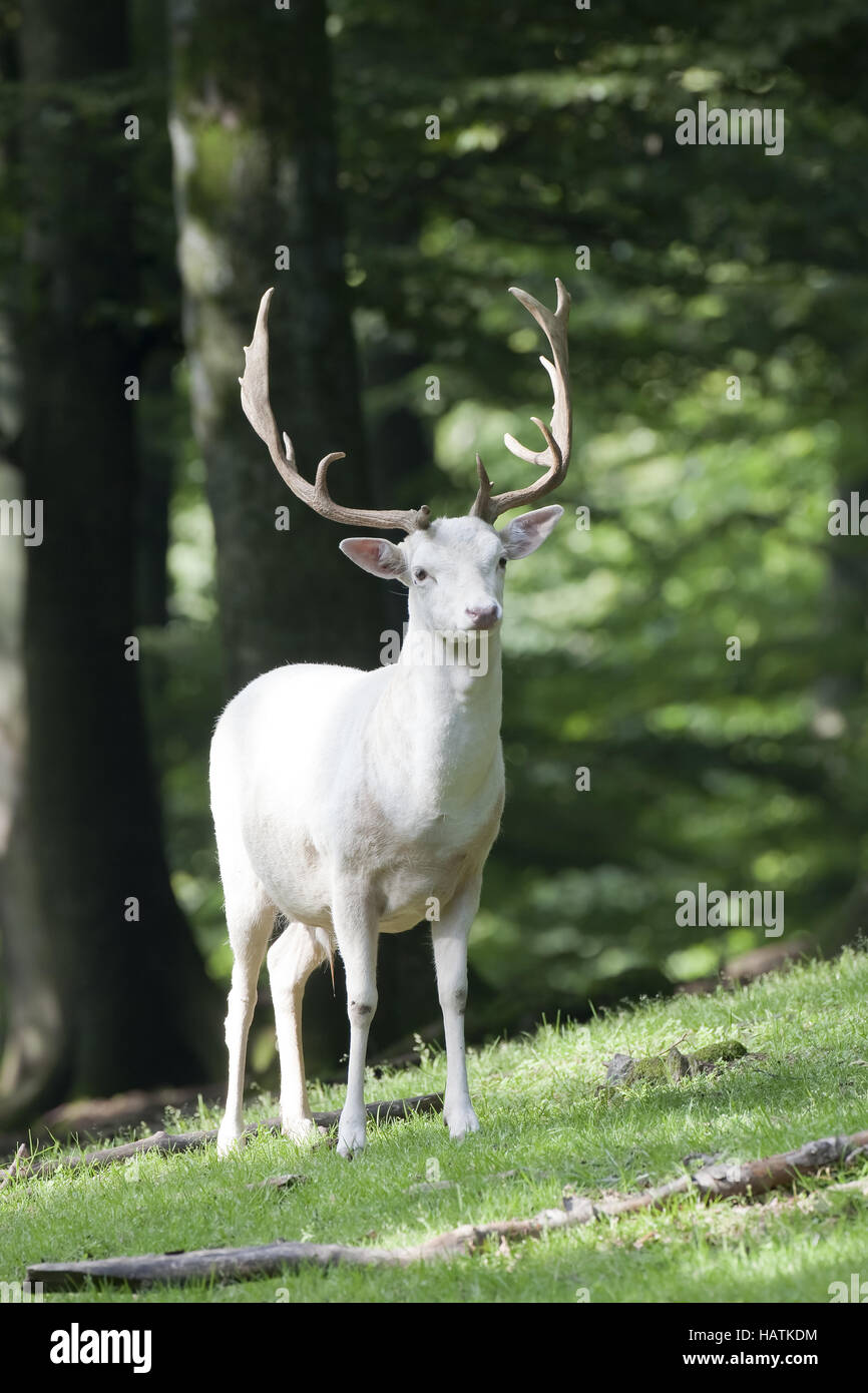 Damhirsch hi-res stock photography and images - Alamy