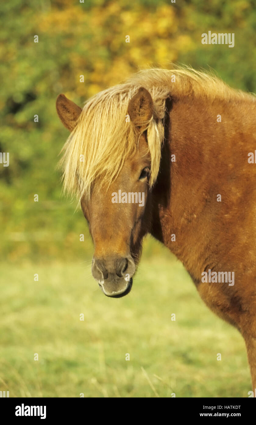 Icelandic horse, Islandpferd, Islandpony Stock Photo - Alamy