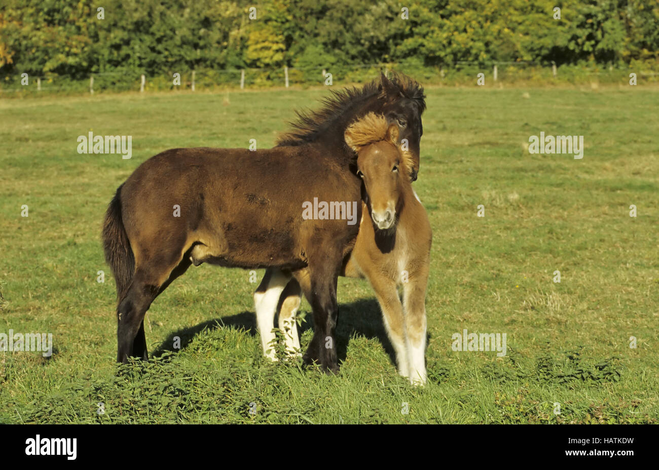 Icelandic horse, Islandpferd, Islandpony Stock Photo - Alamy