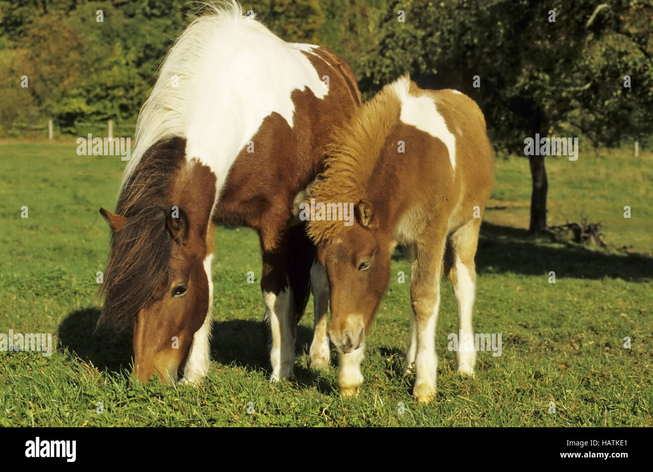 Icelandic horse, Islandpferd, Islandpony Stock Photo - Alamy