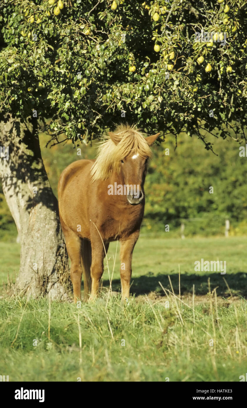 Icelandic horse, Islandpferd, Islandpony Stock Photo - Alamy