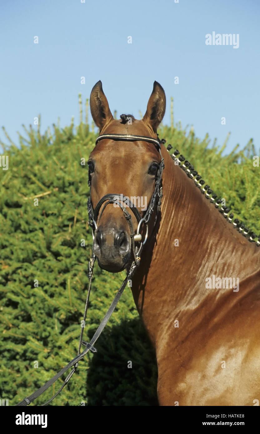 Trakehner, Pferd, horse Stock Photo - Alamy