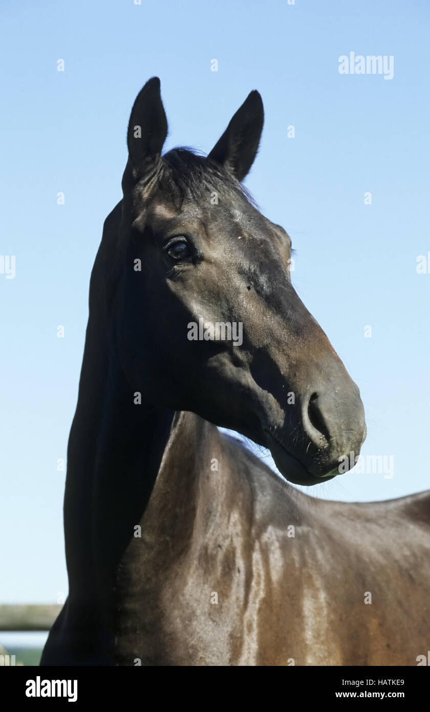 Trakehner, Pferd, horse Stock Photo - Alamy