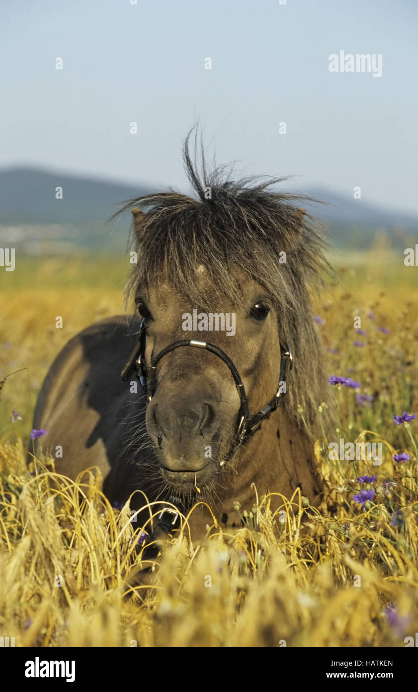 Ponys harness hi-res stock photography and images - Alamy