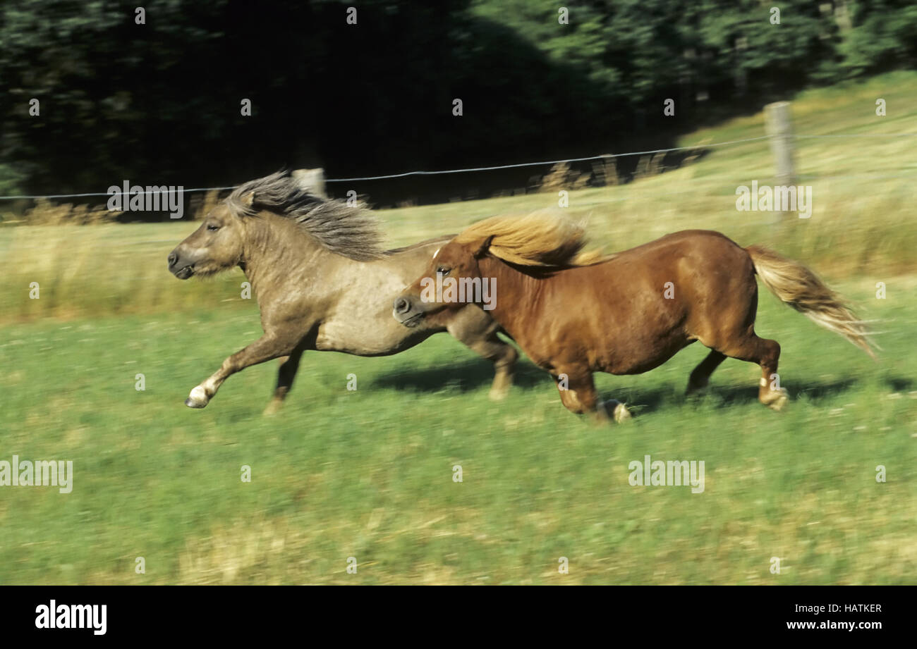 Shetland Pony Breeding High Resolution Stock Photography and Images - Alamy