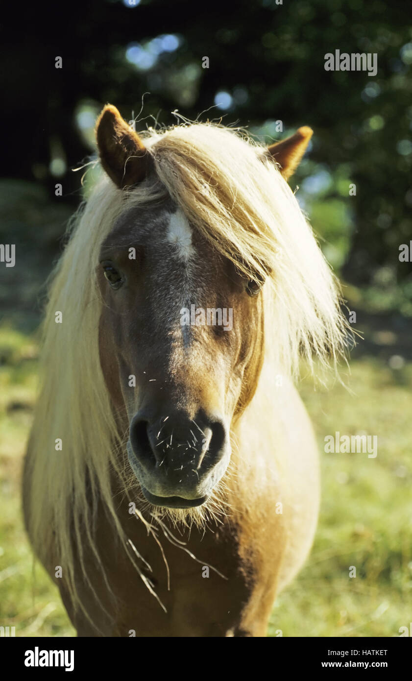 Shetland pony breeding hi-res stock photography and images - Alamy