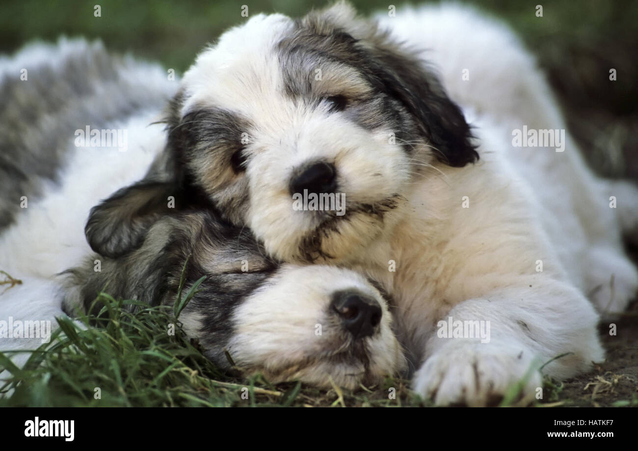 Mioritic-Pudel, poodle, Hund, dog Stock Photo - Alamy