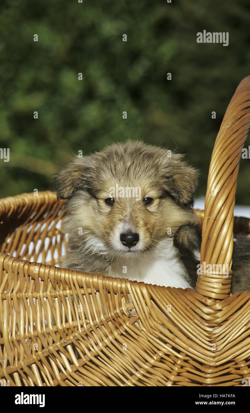 Collie, Hund, dog, Welpe, pub Stock Photo - Alamy