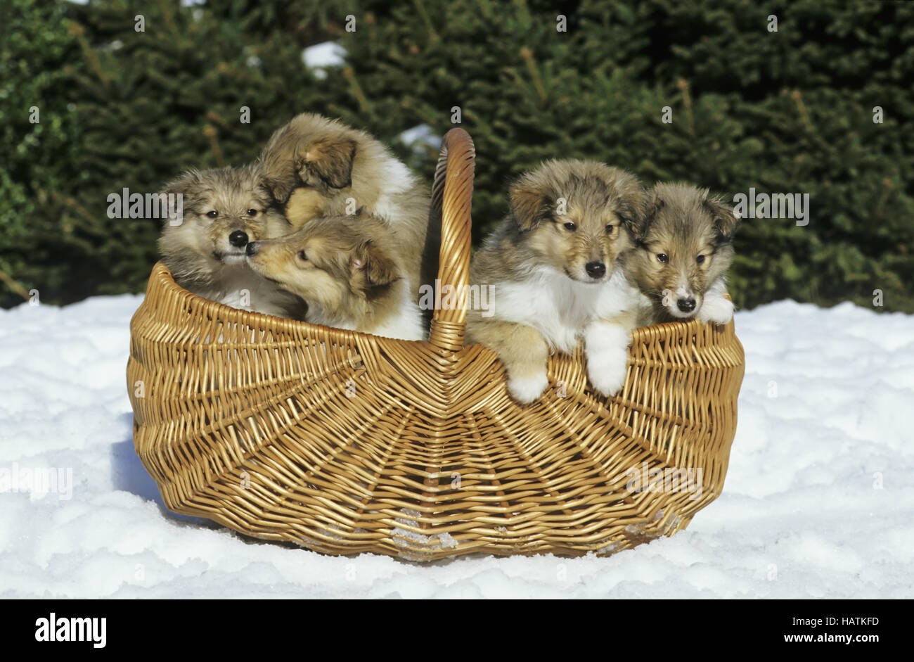 Collie, Hund, dog, Welpen, pubs Stock Photo - Alamy