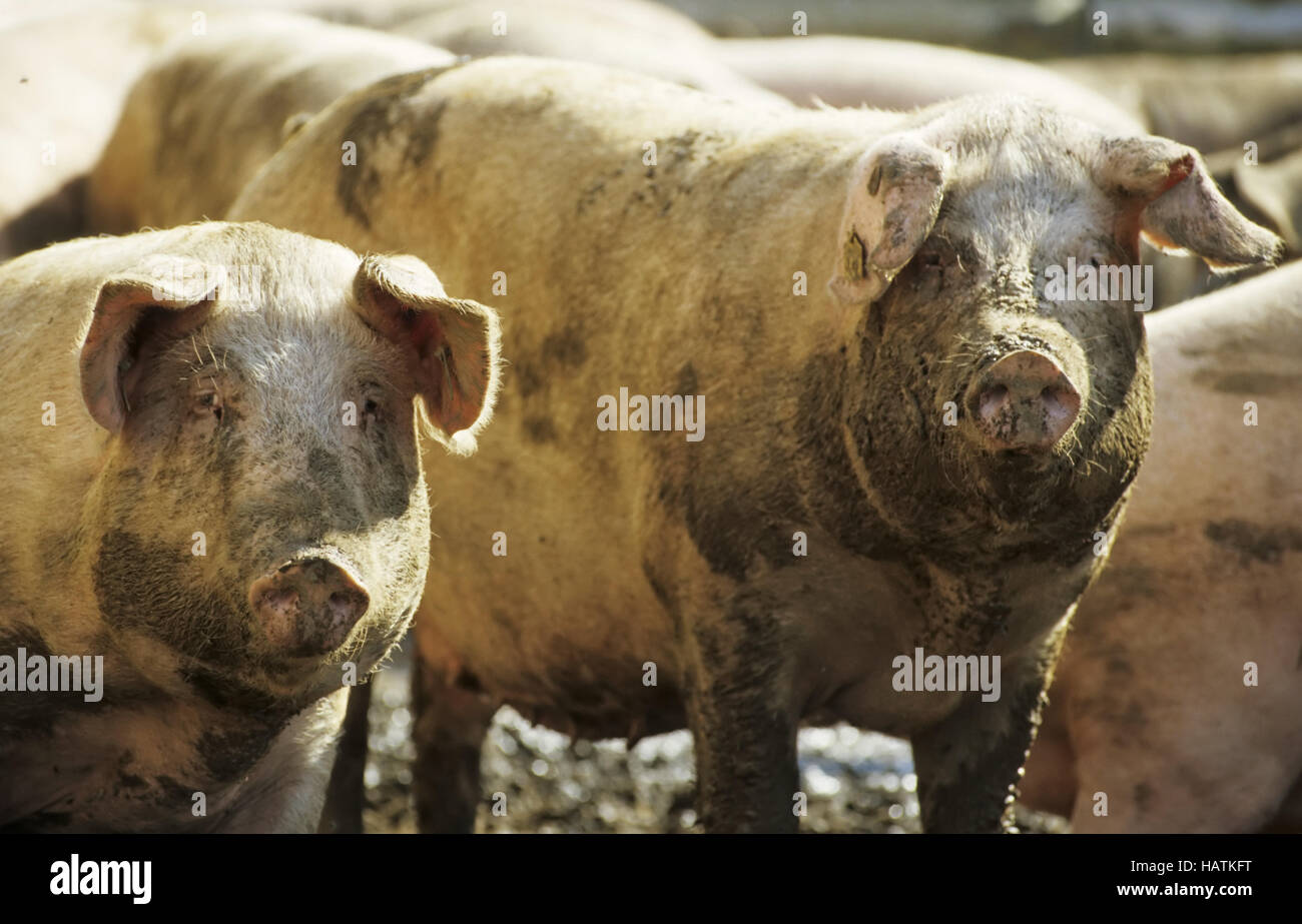 Suina breeding hi-res stock photography and images - Alamy