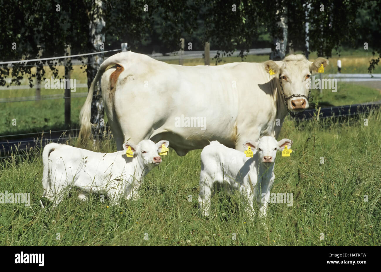 Charlois Kuh, Charlois cow Stock Photo - Alamy