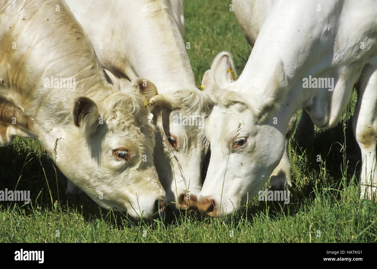 Charlois Kuh, Charlois cow Stock Photo - Alamy