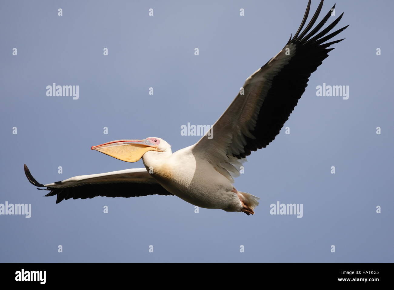 - Intaka Island - South Africa Stock Photo - Alamy