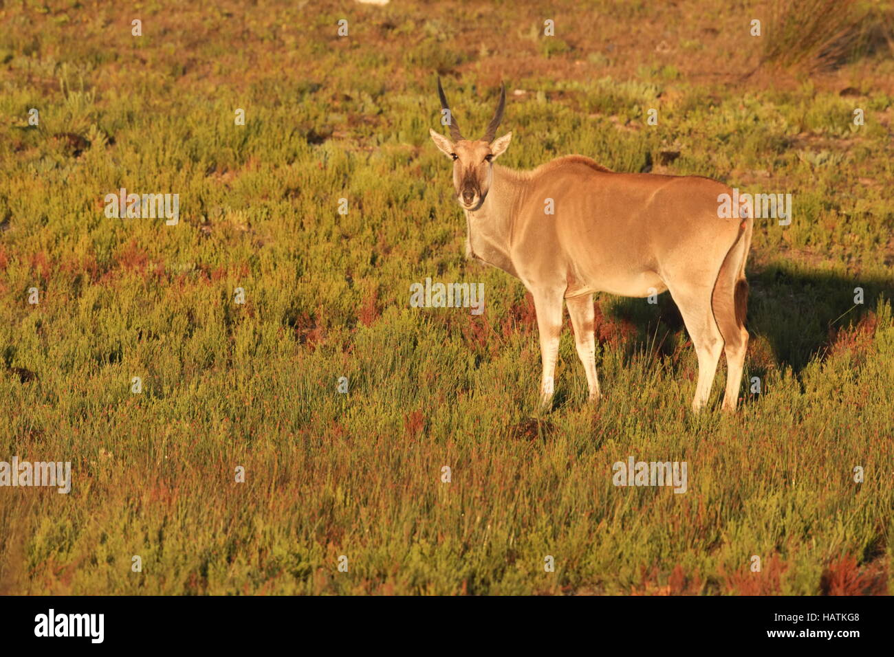 De Hoop Nature Reserve-South Africa Stock Photo - Alamy
